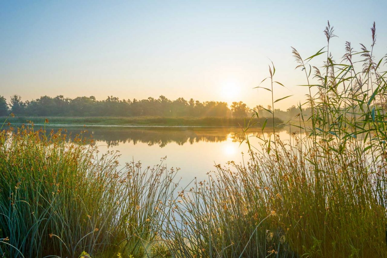 Arkansas Agricultural Farmland For Sale | Wellons Land Real Estate