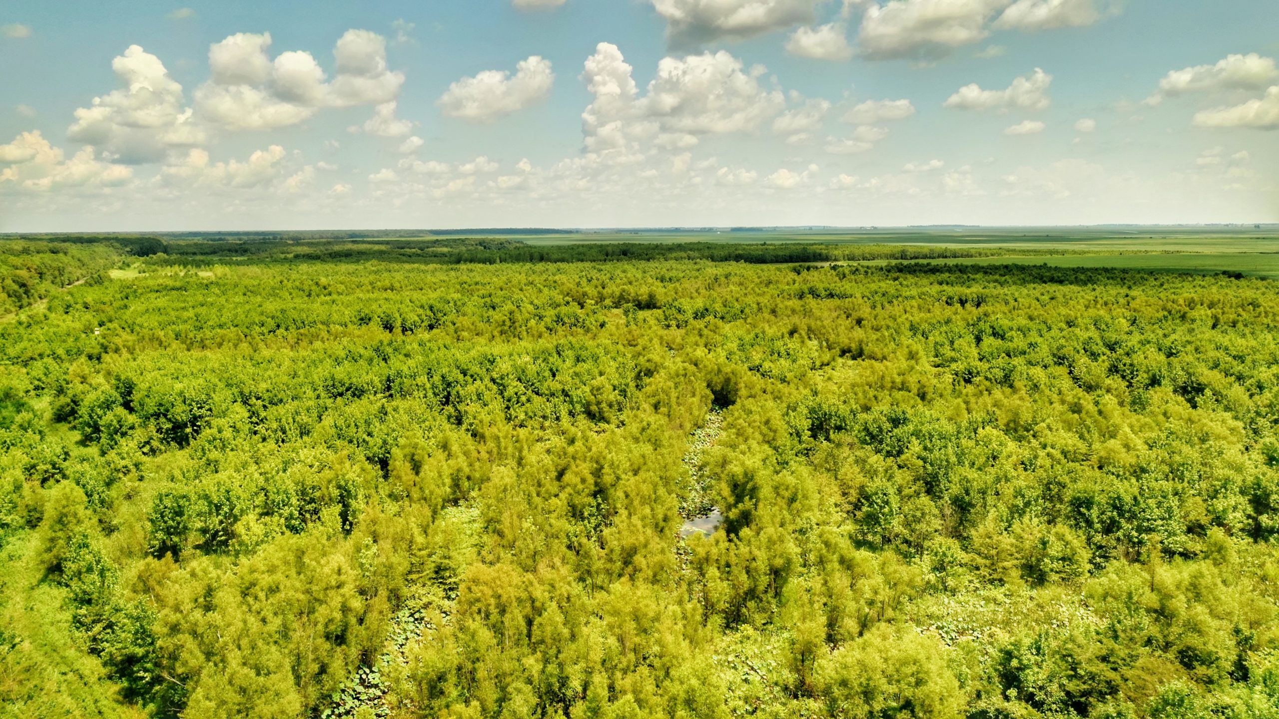Bee Bayou Preserve | Wellons Land