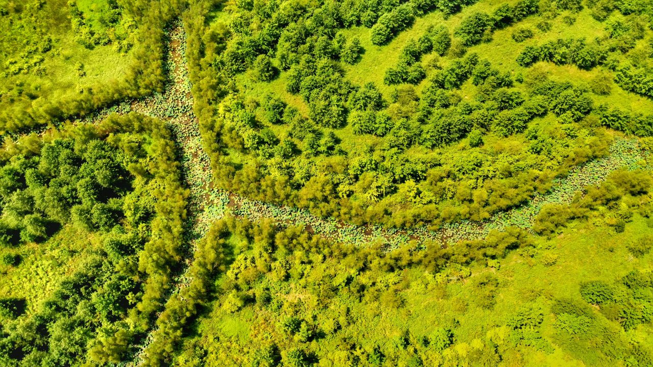 Bee Bayou Preserve - Wellons Land