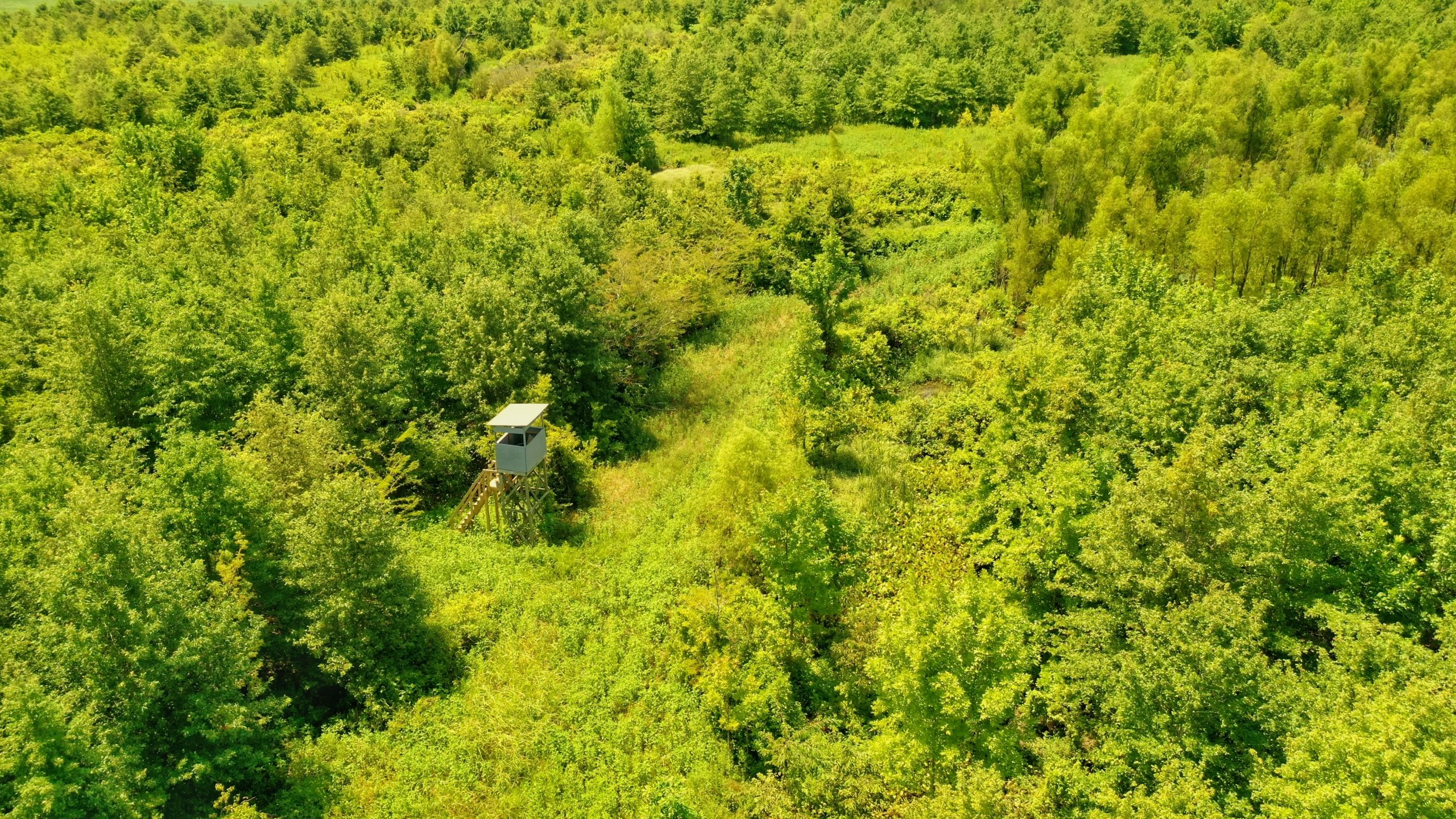 Bee Bayou Preserve | Wellons Land