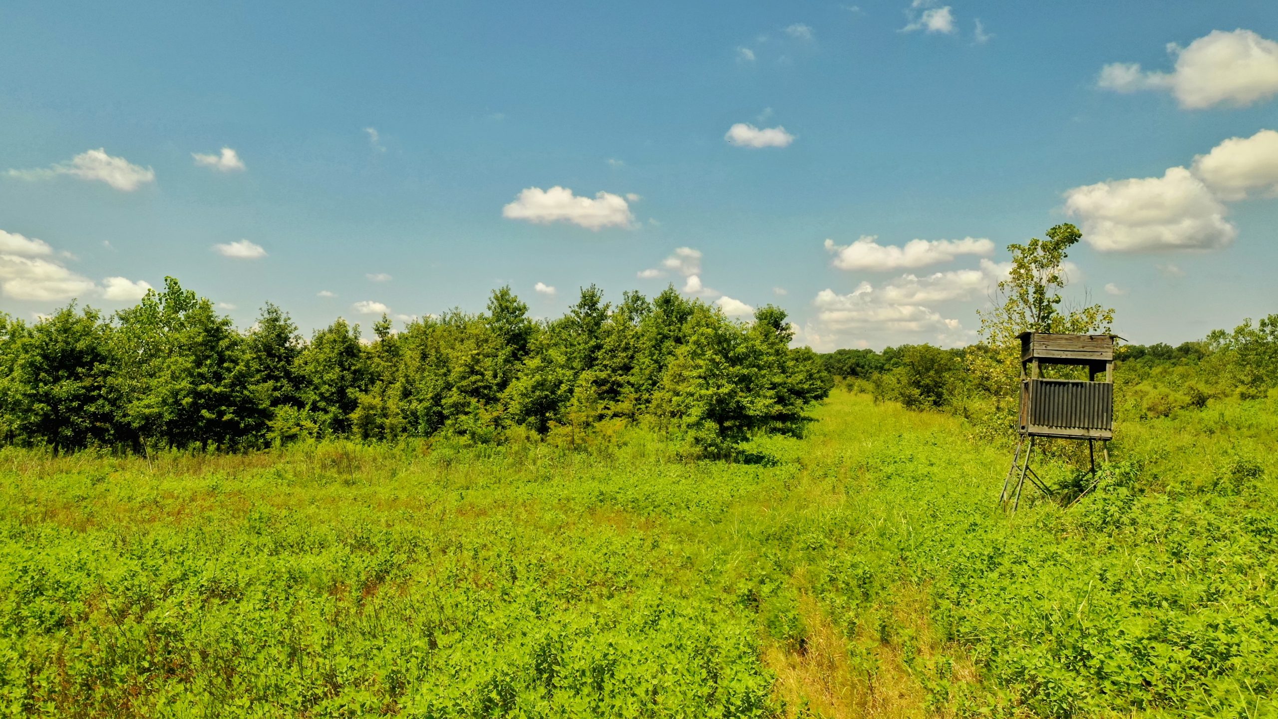 Bee Bayou Preserve | Wellons Land