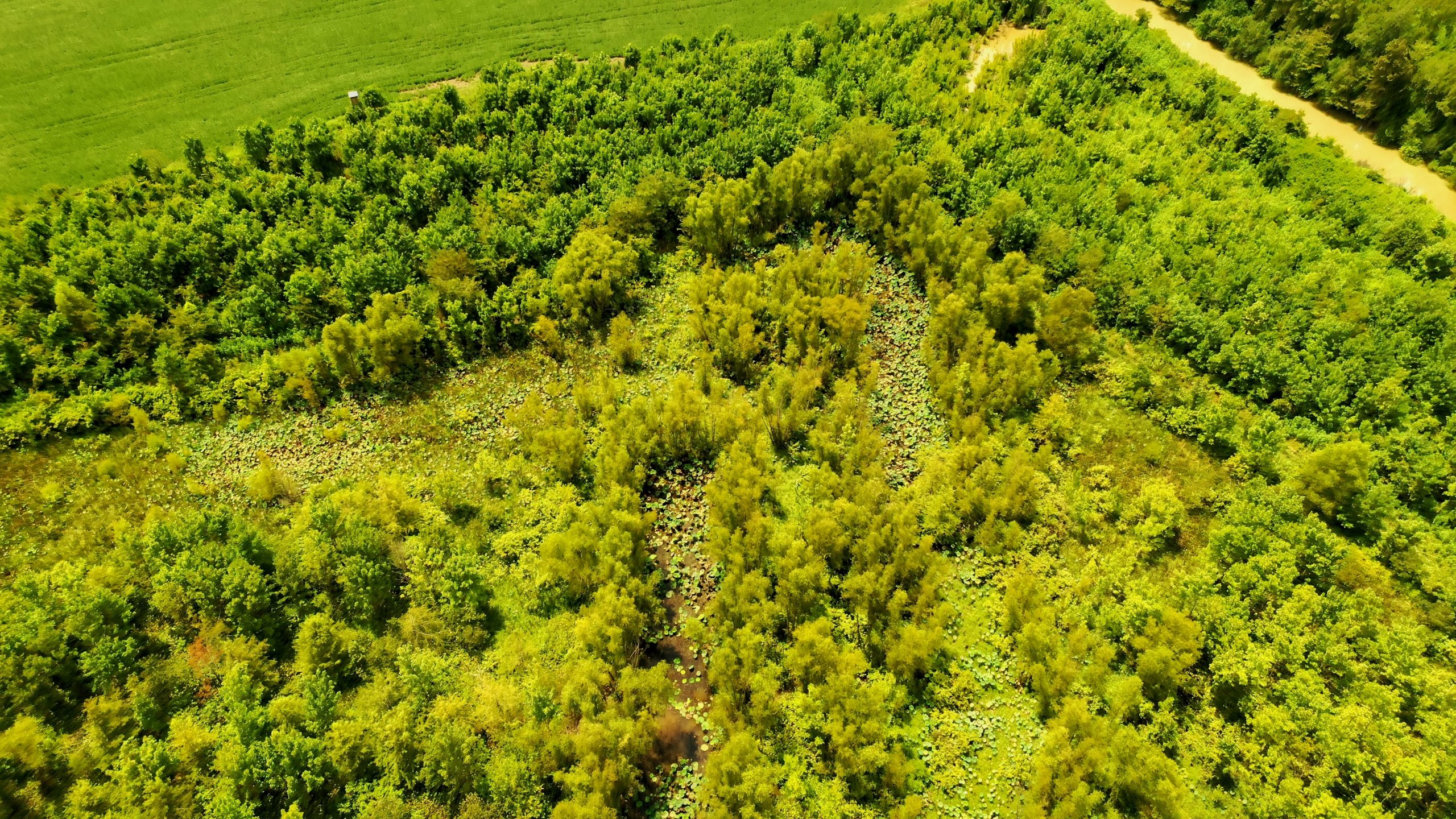 Bee Bayou Preserve | Wellons Land