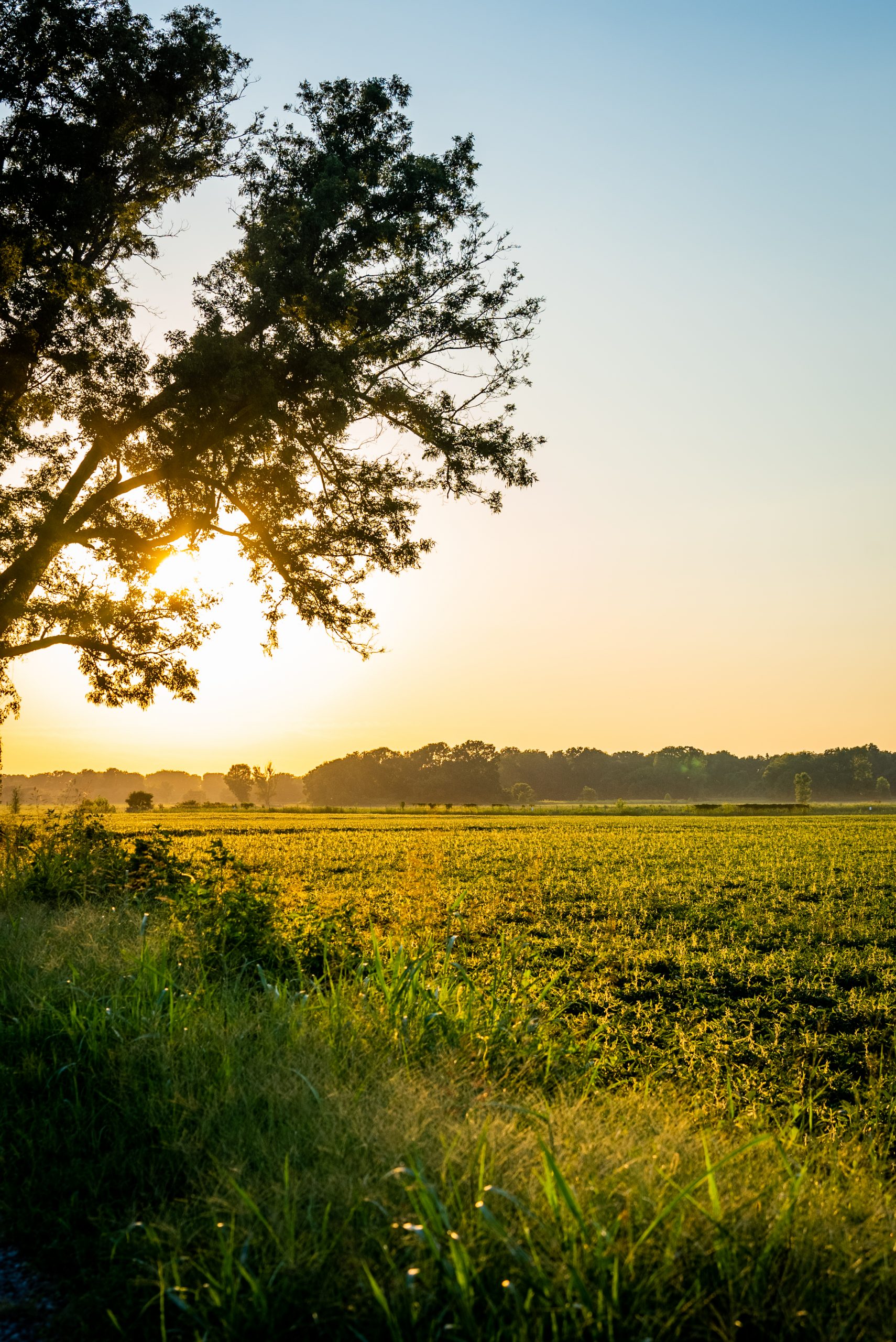 Lollie Bottom Farm - Wellons Land