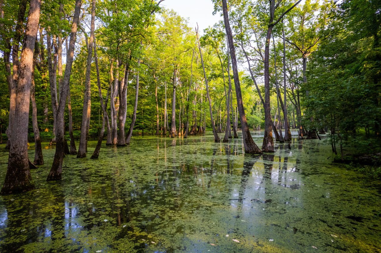Hunting Land For Sale in Arkansas - Wellons Land Real Estate