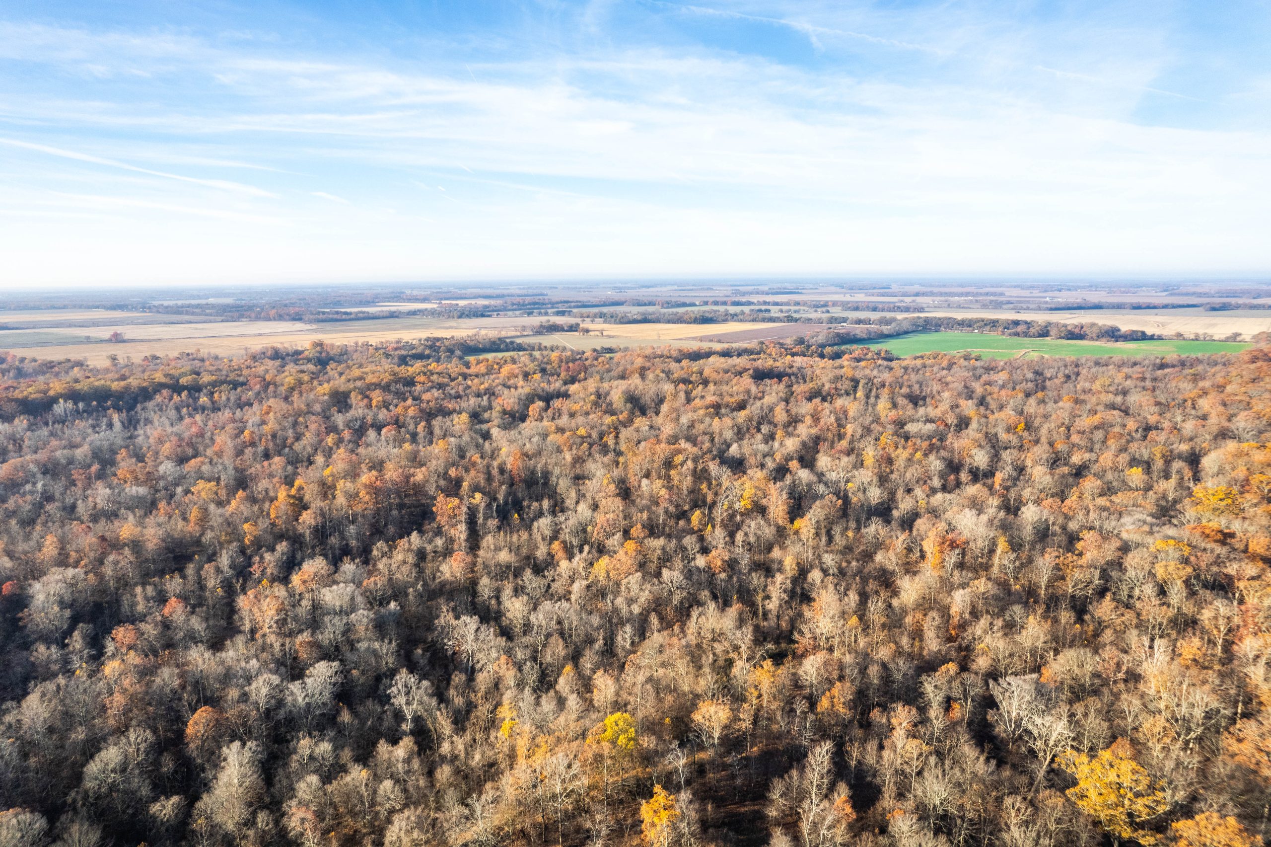 National Forest Woods - Wellons Land
