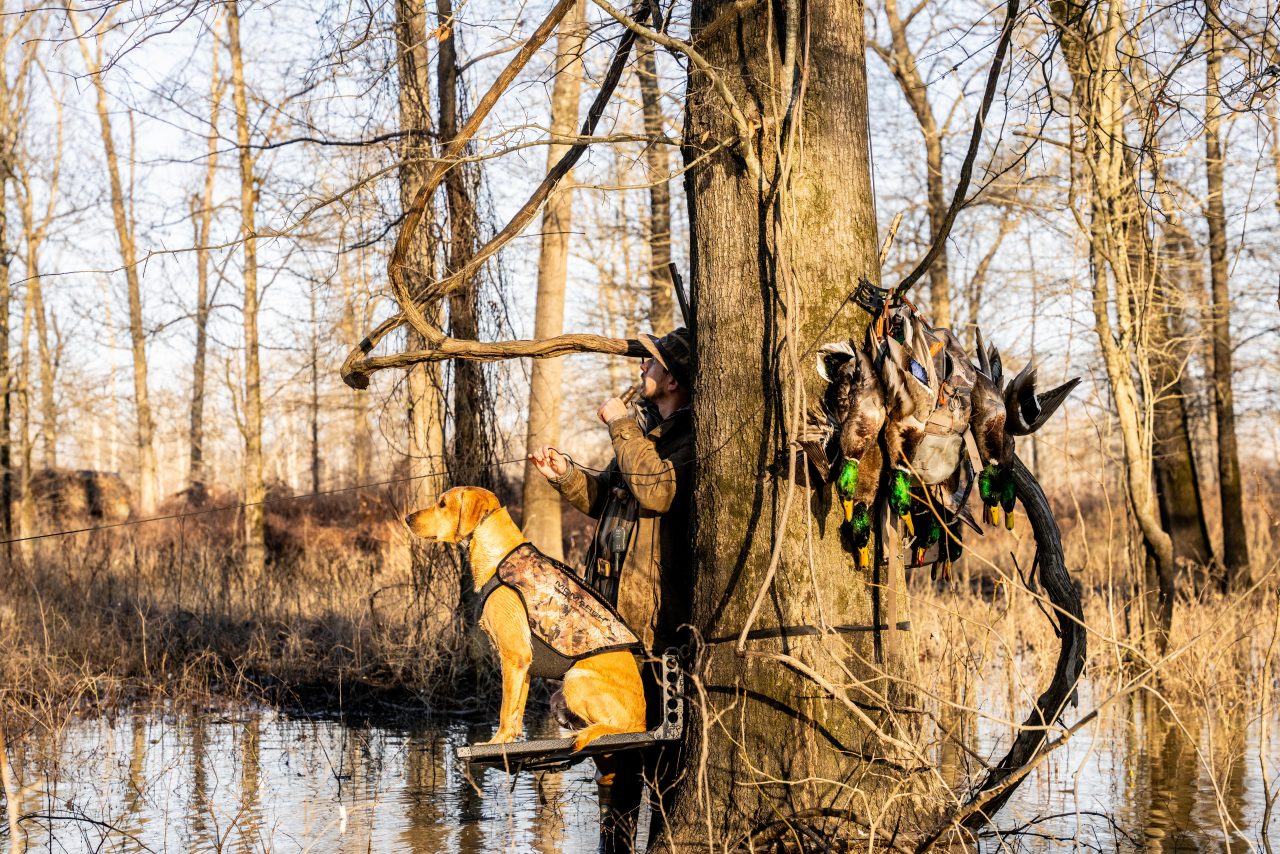 Arkansas Wildlife Acreage - Wellons Land Real Estate